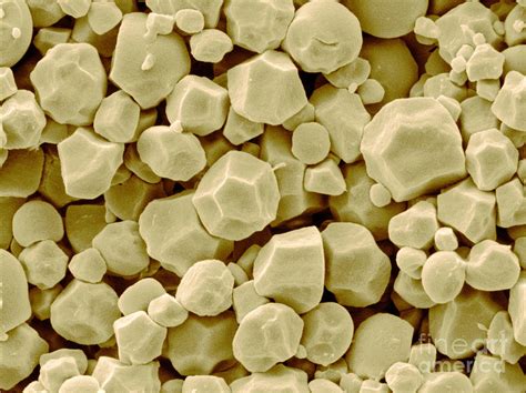 Eddo Starch Grains Sem 1 By Scimat