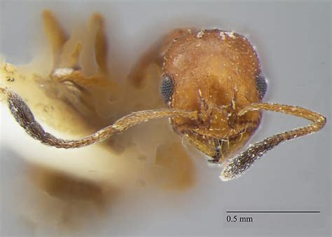 Temnothorax Bugguide Net