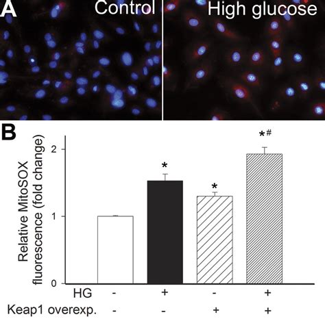 A Representative Fluorescent Images Showing Stronger Mitosox Staining