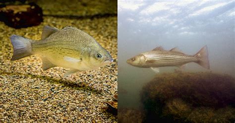 Striped Bass Vs Red Snapper At Jordan Mealmaker Blog