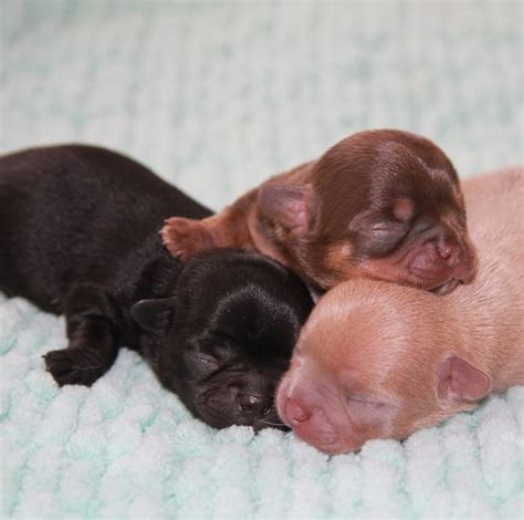 Щенки Чихуахуа Французкого бульдога Померанского шпица Украина Продажа Brovary