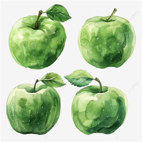 녹색 사과 수채화 격리 벡터 일러스트 레이 션의 설정 사과 과일 건강한 Png 일러스트 및 이미지 에 대한 무료 다운로드 Pngtree