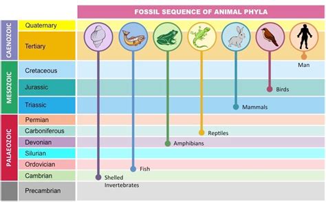Fossil Records Of Evolution Store