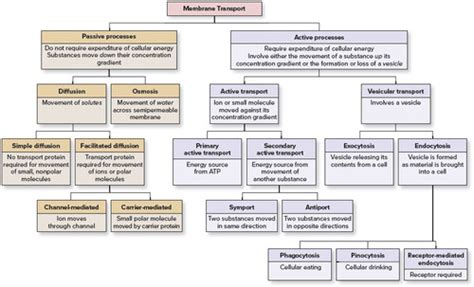 Cell Membranes Flashcards Quizlet