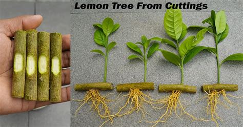 Grow Your Own Lemon Tree Fast Using Just Cuttings And Onions