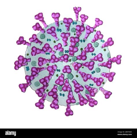 Spherical Shaped Bacteria