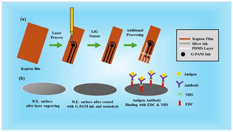 Electrochemical Estradiol Detection At Lisa Hawke Blog
