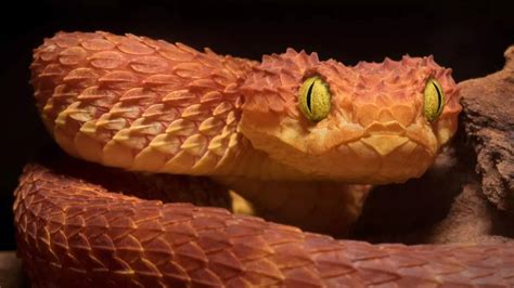 7 Of The Most Poisonous Snakes In The World