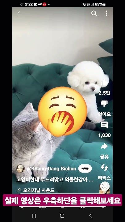 고양이에게 뚜두려맞고 억울한 강아지😟최빵댕 Youtube