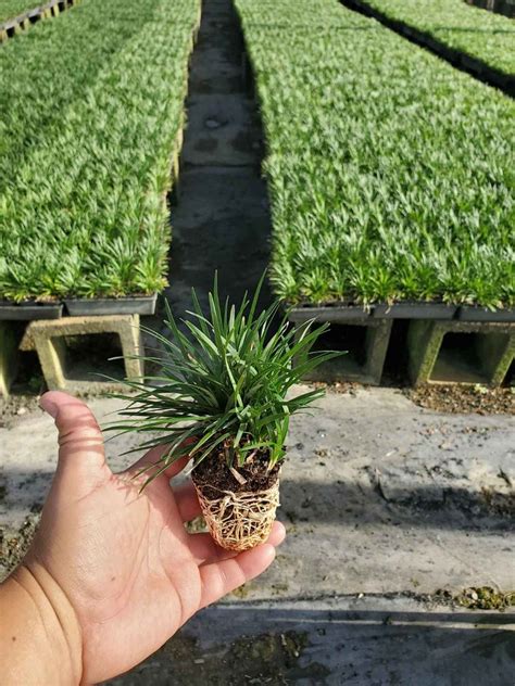Dwarf Mondo Monkey Grass Buy 9pcs Save More Eureka Farms