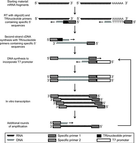 Schematic Flow Chart Of The Amplification Procedure Reverse Download Scientific Diagram