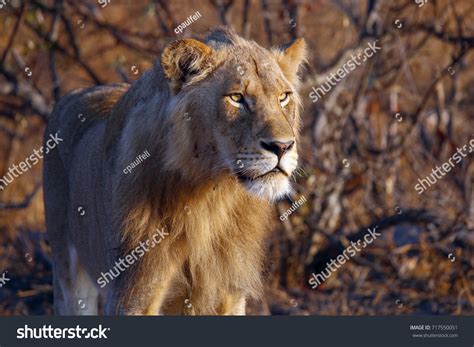 Portrait Male African Lion Stock Photo Shutterstock