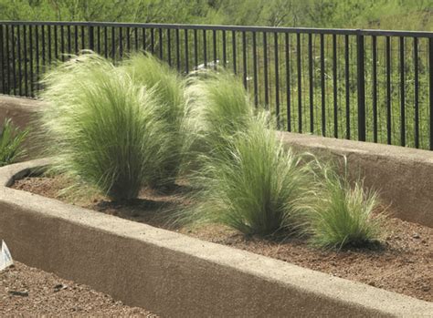Mexican Feather Grass Seed
