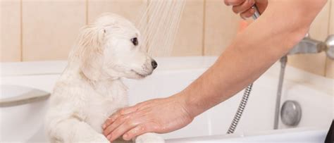 Бебе куче Ръководство за грижа и съвети за отглеждане Vet Clinics