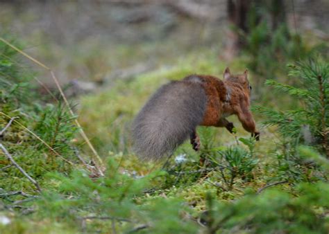 Red Squirrel Running Away 1 — Knitting Squirrel