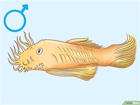 3 Cara Untuk Menentukan Jenis Kelamin Ikan Wikihow