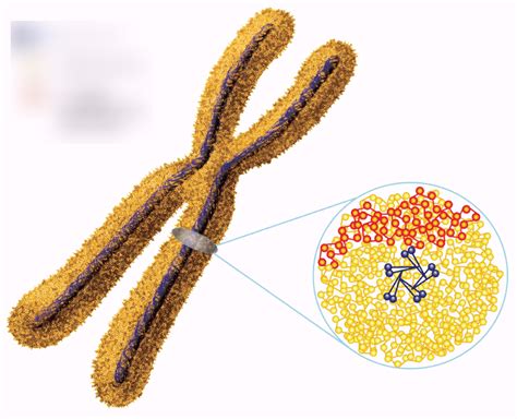 Mitosis Diagram Quizlet