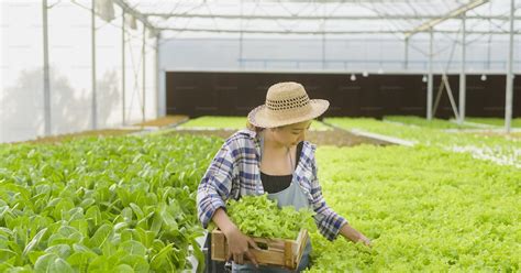 수경 온실 농장 깨끗한 음식과 건강한 식생활 개념에서 일하는 젊은 여성 농부 사진 Unsplash의 성공 이미지