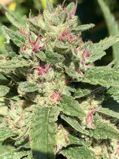 Fruit Gushers Strain Info At Dennis Marquis Blog