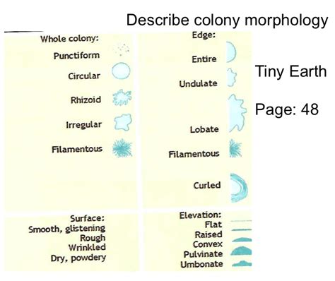Solved Microbiology Pick Diverse Colonies Colony
