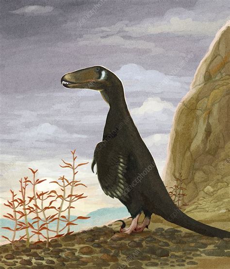 Deinonychus Dinosaur Illustration Stock Image C027 5873 Science Photo Library
