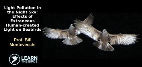 Light Pollution In The Night Sky Effects Of Extraneous Human Created Light On Seabirds Learn