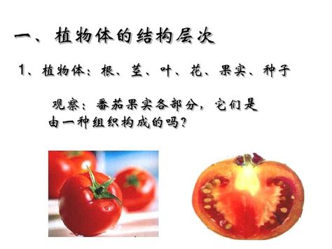 番茄的结构层次图 图库 五毛网