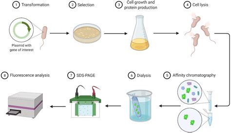 Bacterial Cell Culture Techniques At Kiara Vaux Blog