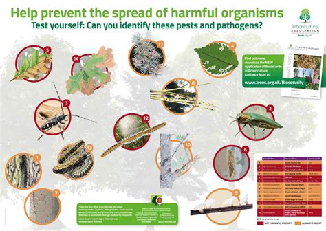Pests Diseases Tree Care Supporters