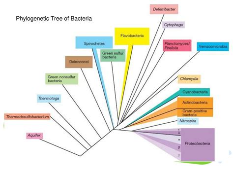 Ppt Phylum Proteobacteria Powerpoint Presentation Free Download Id 1792728