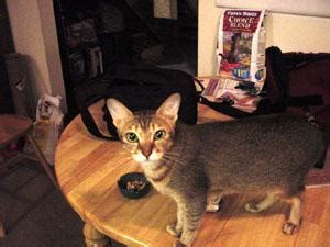 CVasNLPExperiments Cv As Nlp Vision Example Flan Xxl Datasets At Hugging Face