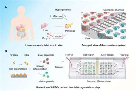 Advanced Science利用类器官芯片实现人体肝脏 胰岛互作仿生模拟 专区 生物谷