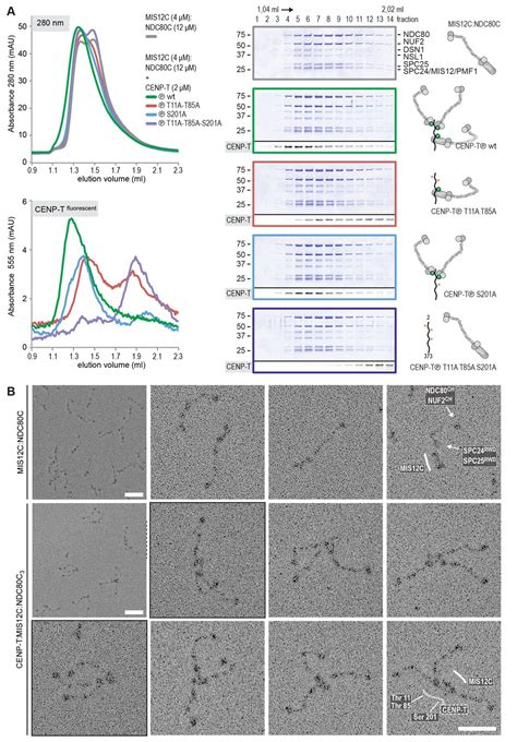 Molecular Basis Of Outer Kinetochore Assembly On Cenp T Elife
