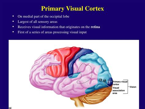 Visual Cortex Location Structure Function Summary