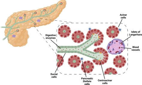 胰内脂肪、胰腺炎和胰腺癌cellular And Molecular Life Sciences X Mol