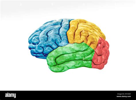 Cerebral Cortex Lobes In Color Profile View Isolated On White Background Accurate 3d Rendering