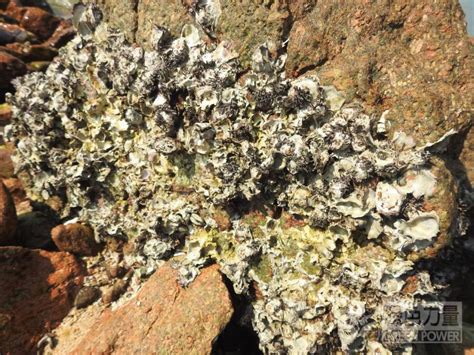Hong Kong S Wild Stars The Indispensable Rock Oyster