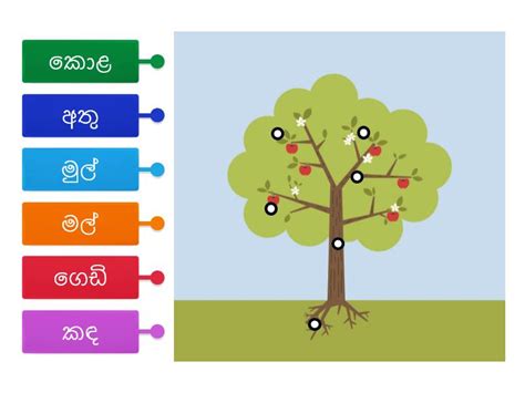 ශාකයක‌ කොටස් Labelled Diagram