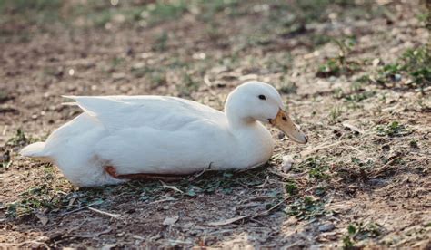 Pekin Duck Breed Profile Farmhouse Guide