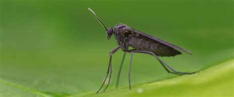 Combatting Fungus Gnats Effective Strategies For A Healthier Garden Tools4garden