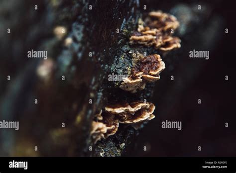 Tree Fungi After Rainfall Stock Photo Alamy