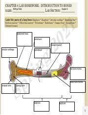 Anatomy And Physiology Chapter Homework Fillable Pdf CHAPTER LAB HOMEWORK INTRODUCTION