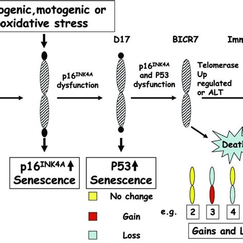 Replicative Senescence And Its Breakdown In Cancer Depicts The Eroded