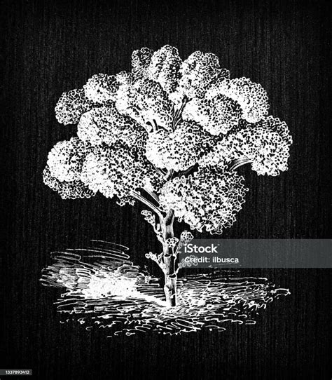 식물 식물 식물 식물 골동품 조각 삽화 케일 보레콜 그린 양배추 19세기에 대한 스톡 벡터 아트 및 기타 이미지 19세기 19세기 스타일 고풍스런 Istock