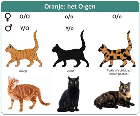 Cat Genetics