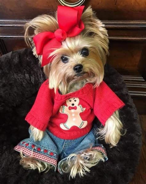 Pin By Viktor Sukhoverkhy On ЙОРКИ Yorkie Puppy Clothes Yorkie Puppy
