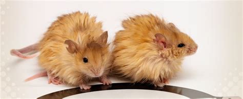 Verity Scientists Create Woolly Mouse Using Mammoth Genes