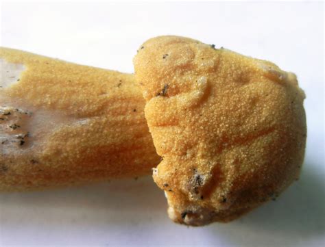 Weird And Wonderful Wild Mushrooms Choosing Between Sex And Celibacy