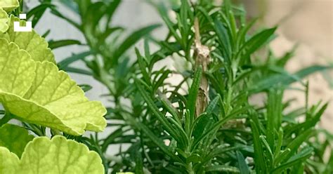 Red Flower In Green Stem Photo Free Sex Image On Unsplash Red Flower In Green Stem Photo Free Sex Image On Unsplash