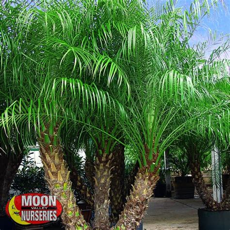 Types Of Small Palm Plants Top 25 Palm Tree Varieties That Will Make
